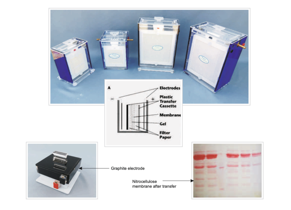 Blotting System – Biotech R&D Laboratories – Electrophoresis Manufactures