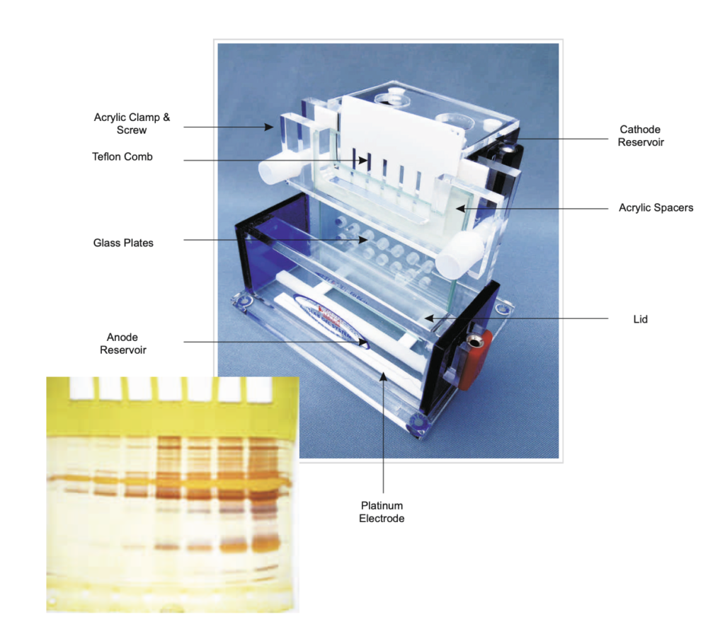 Vertical Slab Gel System – Biotech R&D Laboratories – Electrophoresis ...